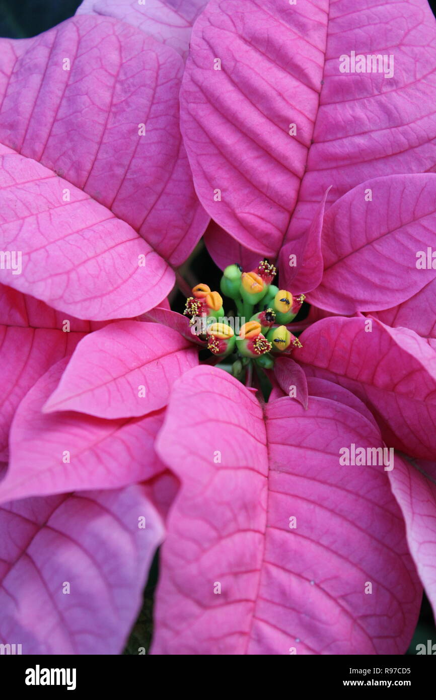 Pink Poinsettia, Euphorbia pulcherrima, Christmas Star, Flor de ...