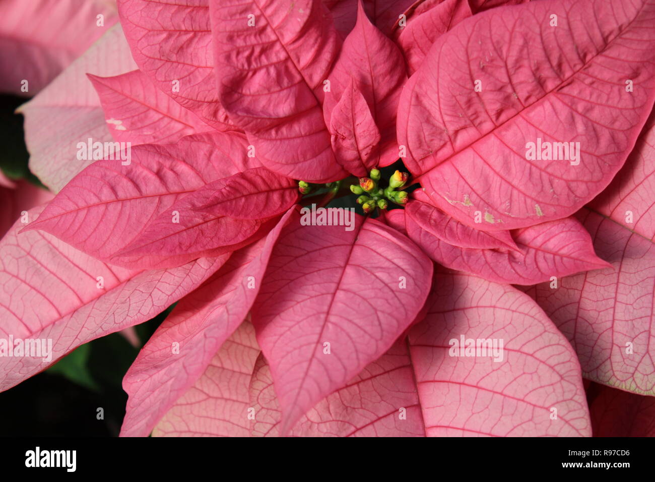 Flor de santa claus hi-res stock photography and images - Alamy