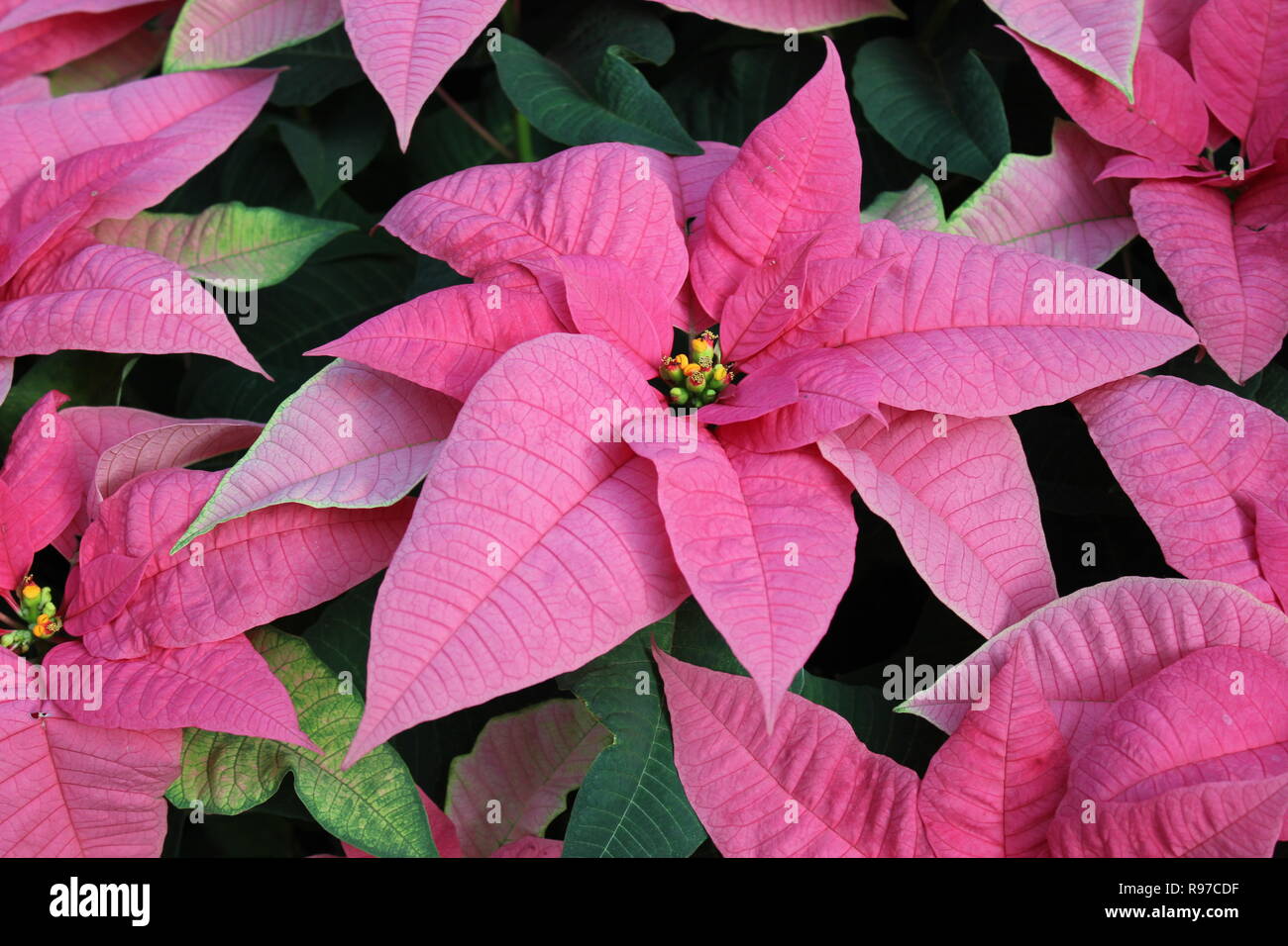 Pink Poinsettia, Euphorbia pulcherrima, Christmas Star, Flor de ...