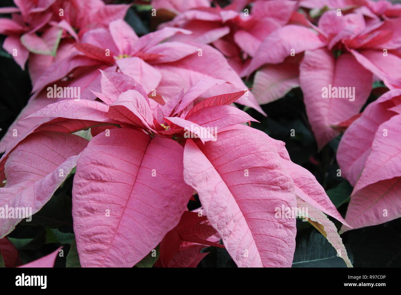 Nochebuena flor hi-res stock photography and images - Alamy