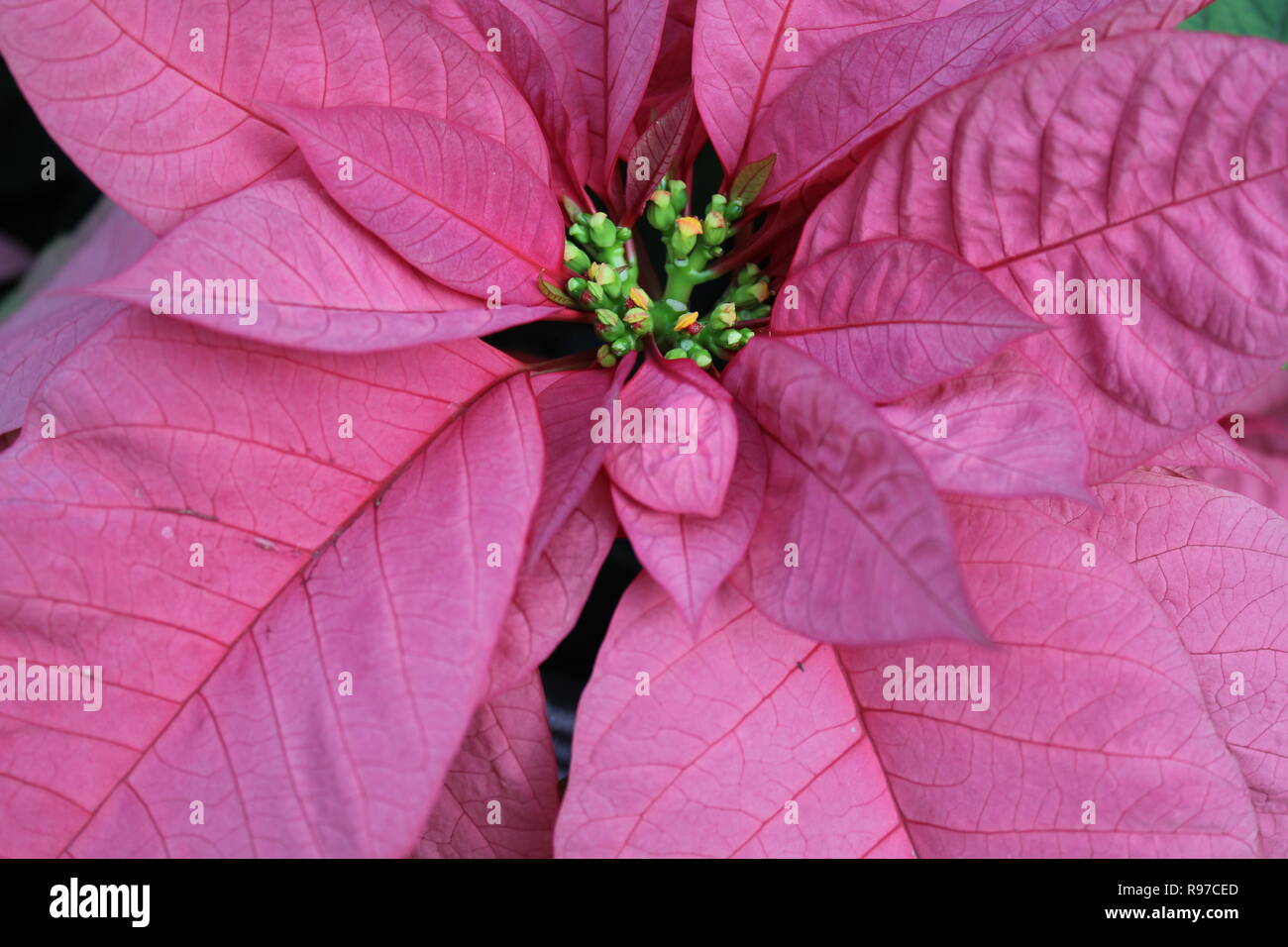Pink Poinsettia, Euphorbia pulcherrima, Christmas Star, Flor de ...