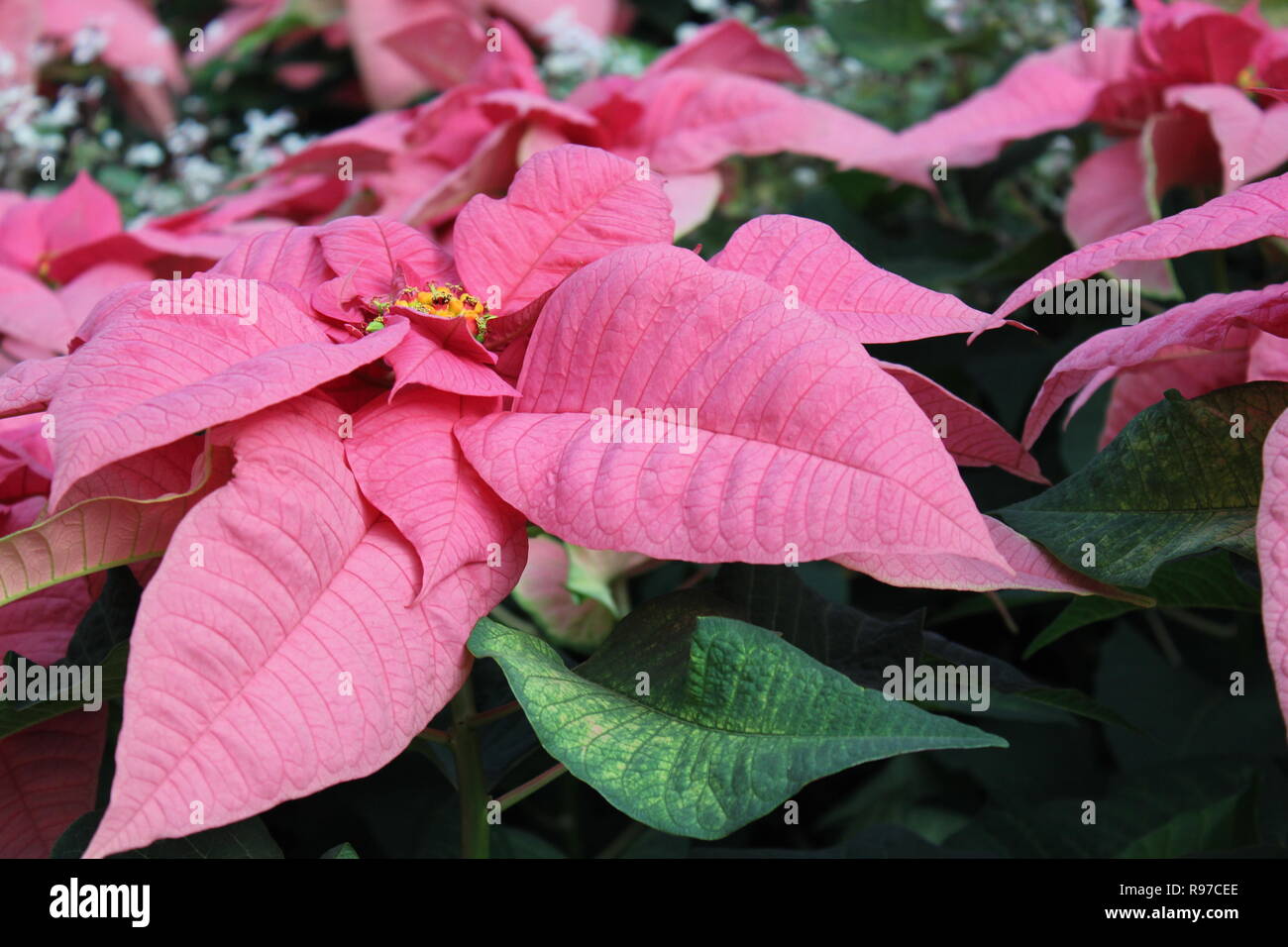 Pink Poinsettia, Euphorbia pulcherrima, Christmas Star, Flor de ...