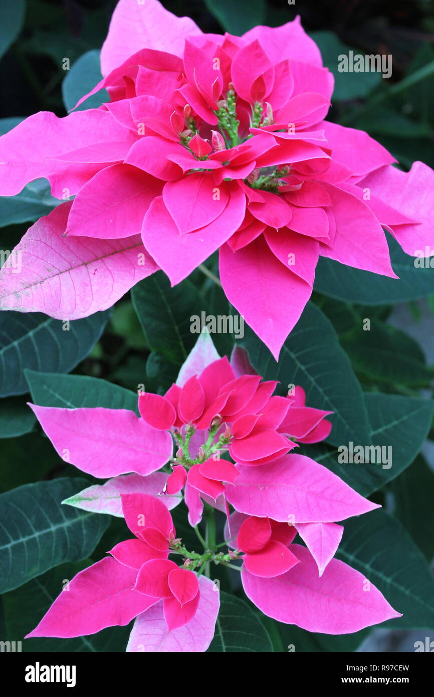 Beautiful Euphorbia pulcherrima, Christmas Star, pink poinsettia flower ...