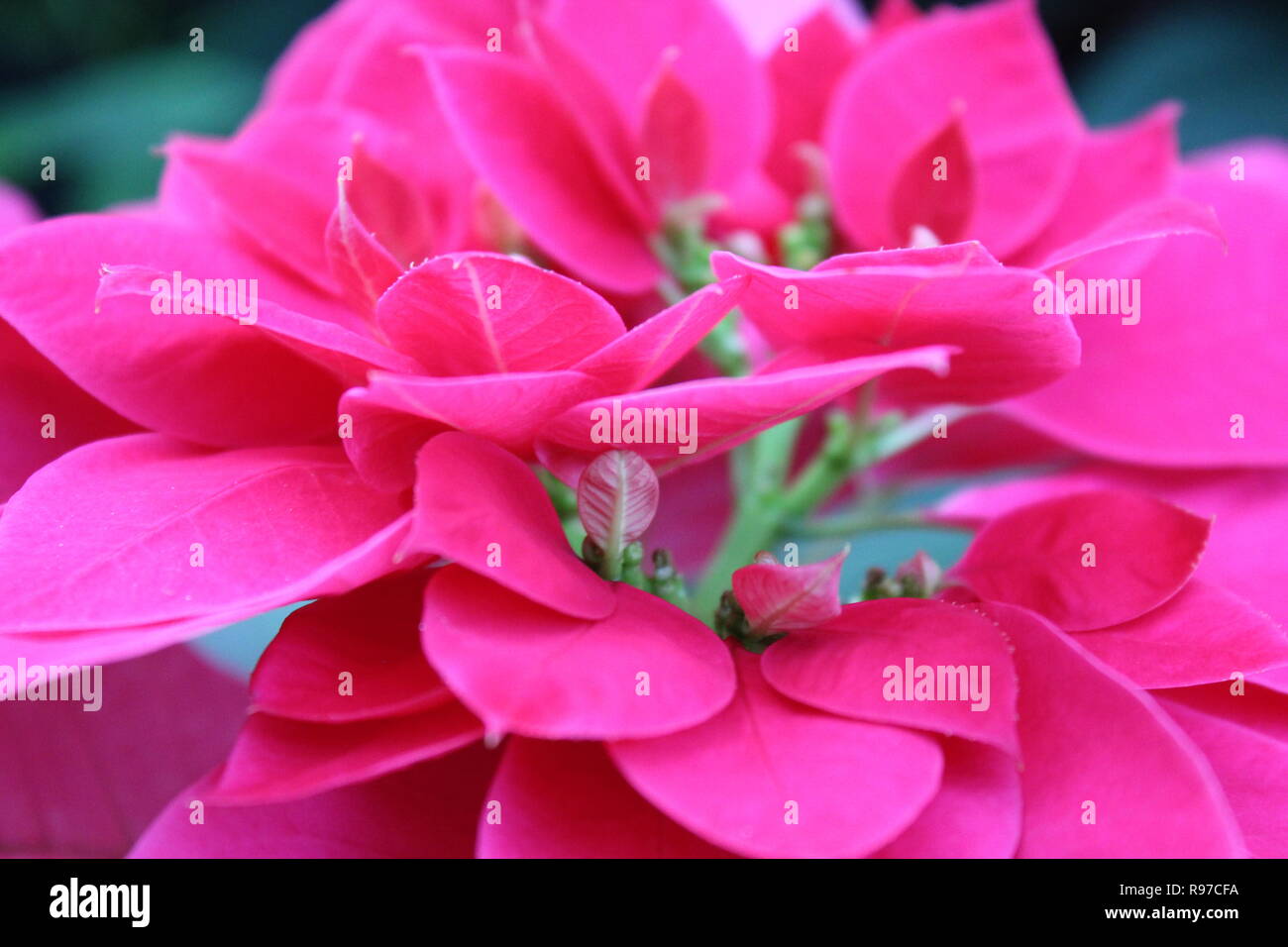 Beautiful Euphorbia pulcherrima, Christmas Star, pink poinsettia flower ...