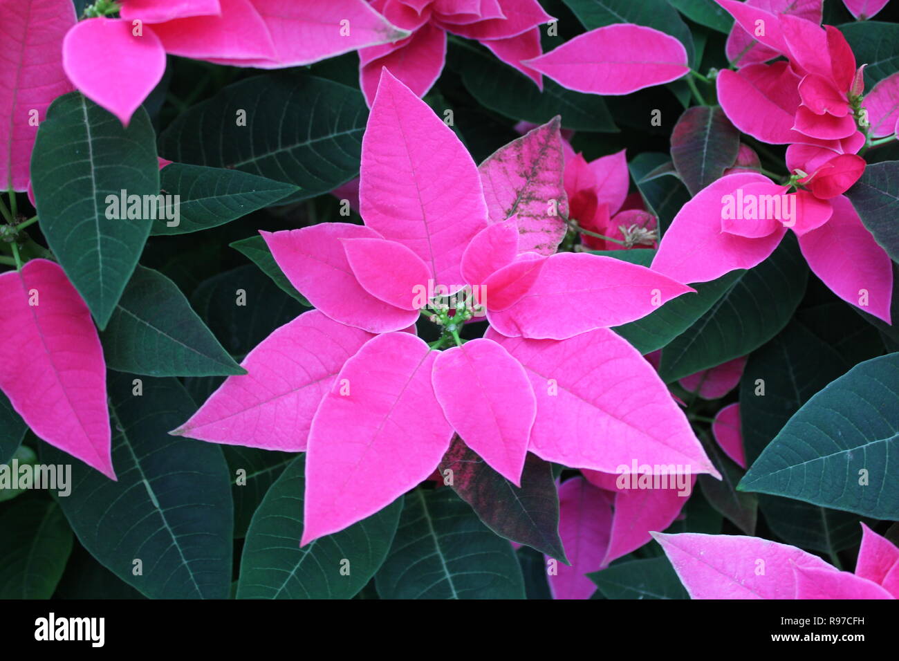 Beautiful Euphorbia pulcherrima, Christmas Star, pink poinsettia flower ...