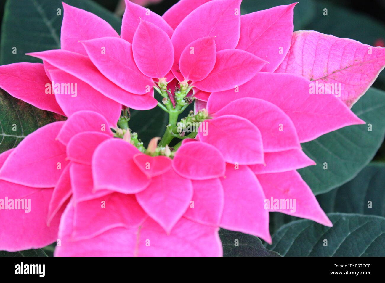 Beautiful Euphorbia pulcherrima, Christmas Star, poinsettia flower ...