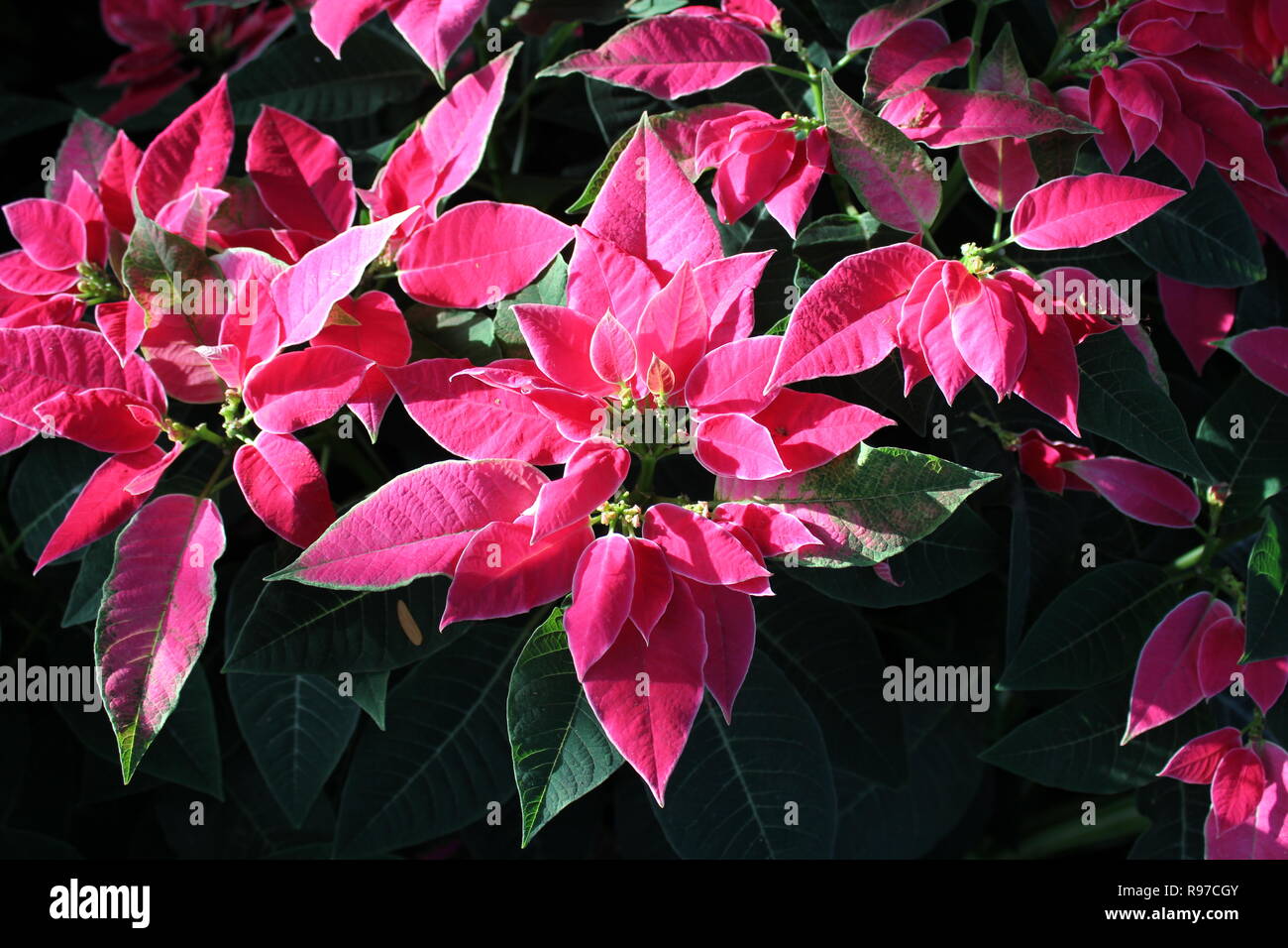 Beautiful Euphorbia pulcherrima, Christmas Star, poinsettia flower ...