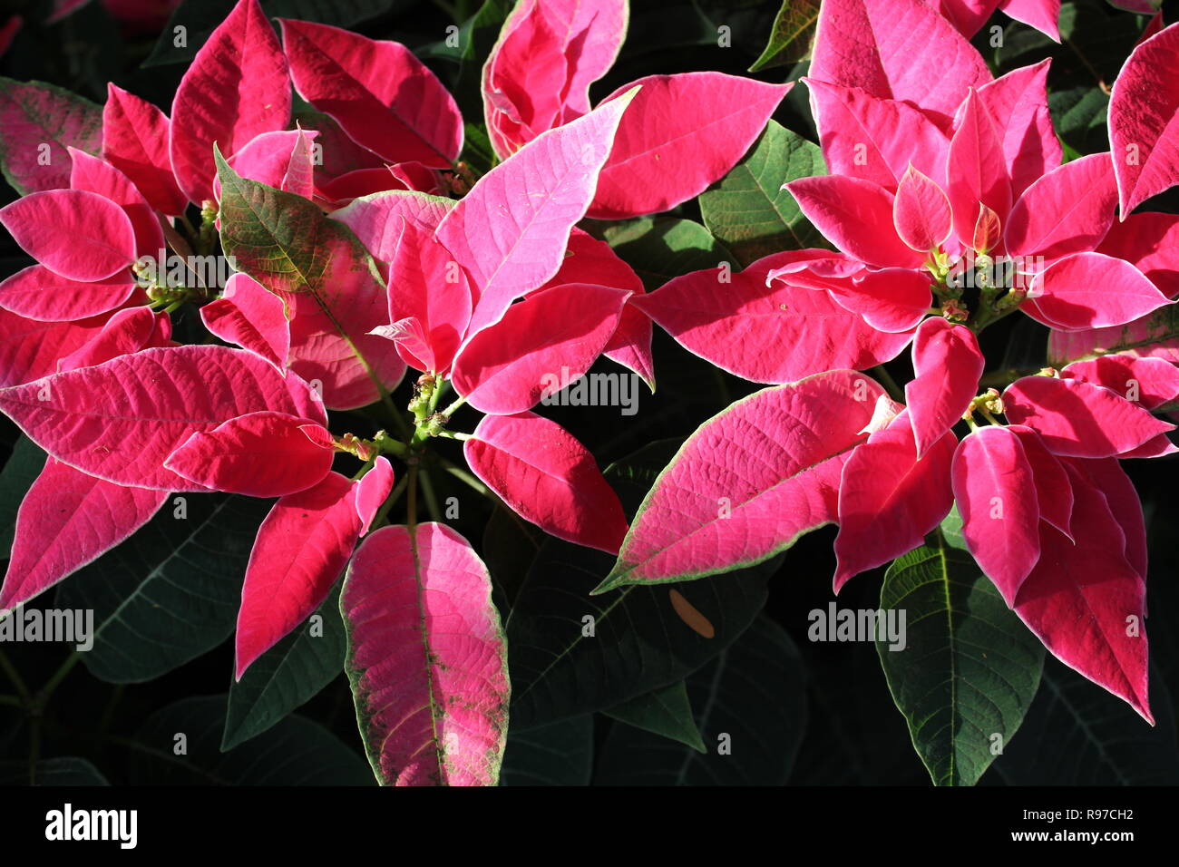Pink Poinsettia, Euphorbia pulcherrima, Christmas Star, Flor de ...