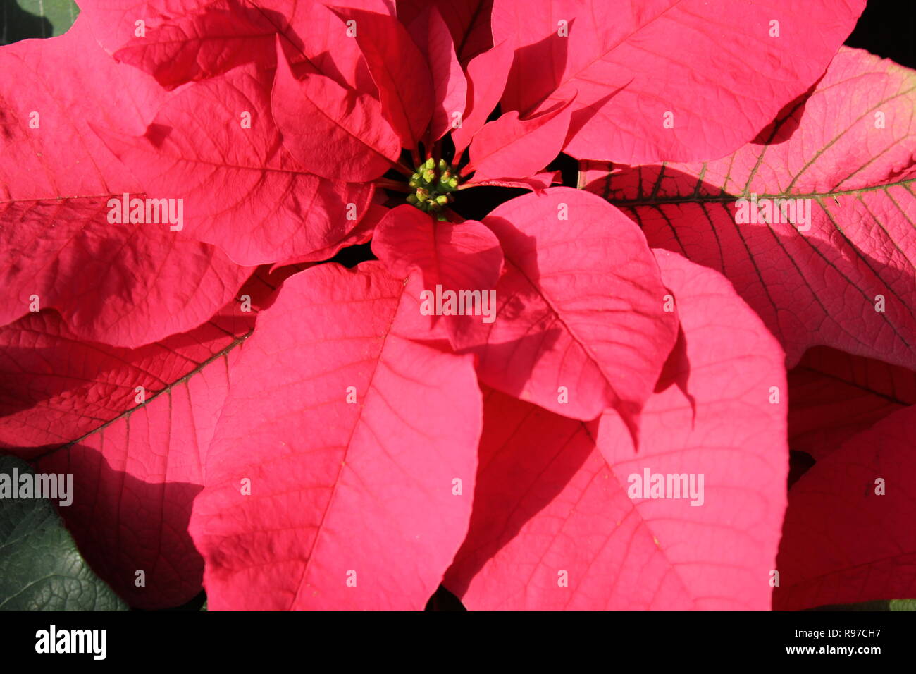Pink Poinsettia, Euphorbia pulcherrima, Christmas Star, Flor de ...