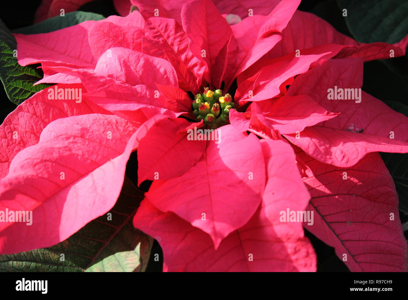 Pink Poinsettia, Euphorbia pulcherrima, Christmas Star, Flor de ...