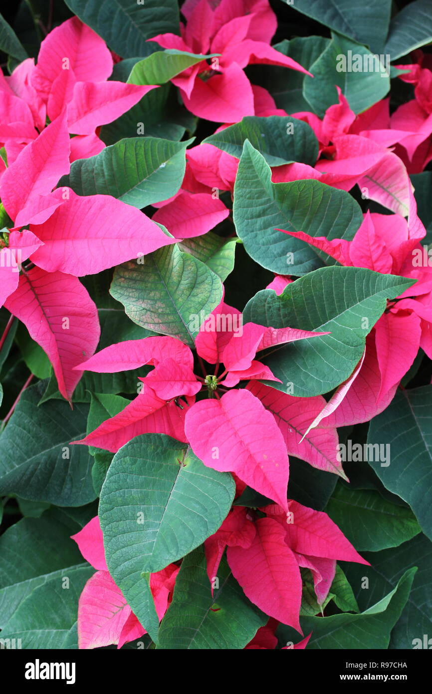 Flor de santa claus hi-res stock photography and images - Alamy