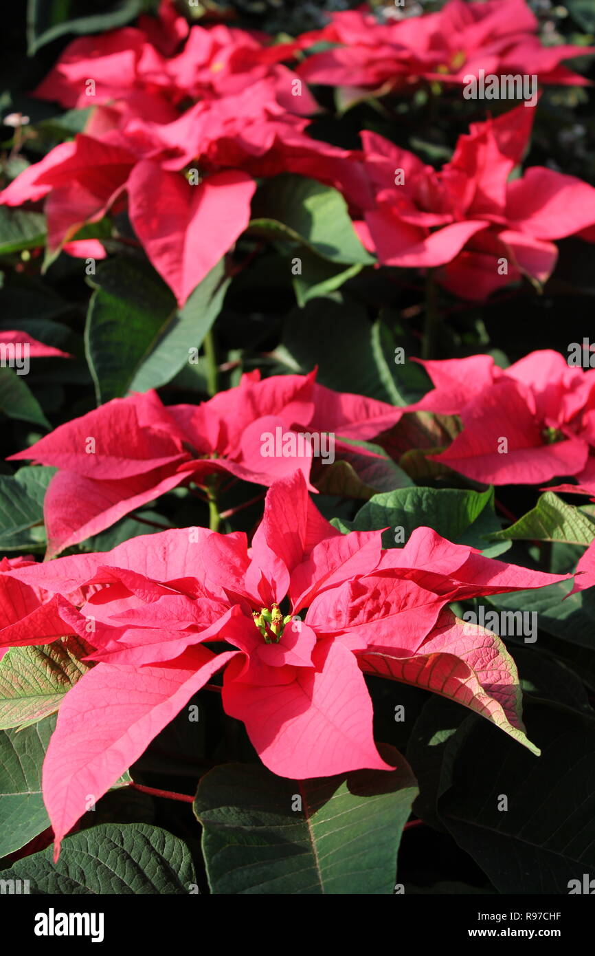Flor de santa claus hi-res stock photography and images - Alamy