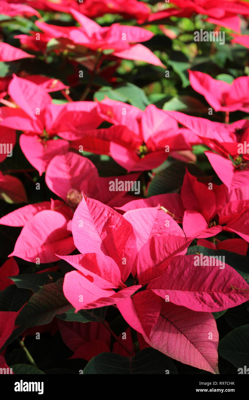 Nochebuena flor hi-res stock photography and images - Alamy