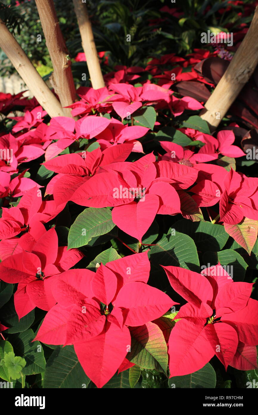 Flor de santa claus hi-res stock photography and images - Alamy
