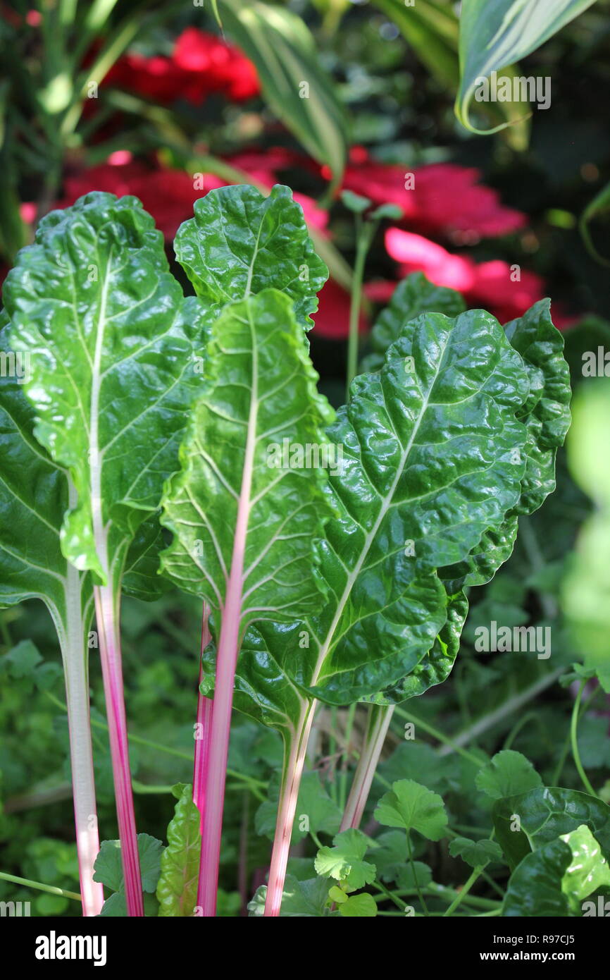 Pristine, perfect, raw, and leafy Chard, and Swiss Chard growing in the ...
