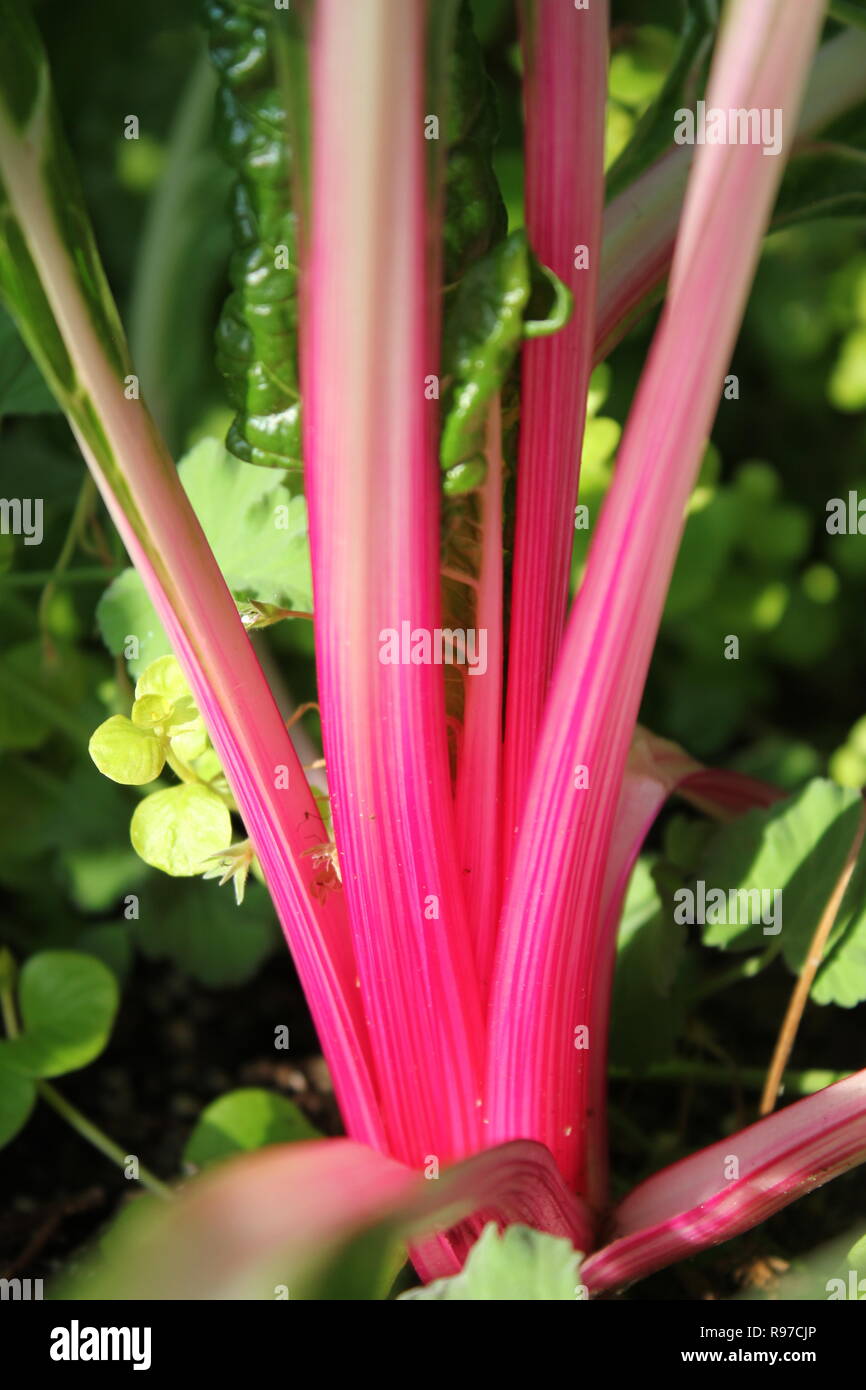 Pristine, perfect, raw, and leafy Chard, and Swiss Chard growing in the ...