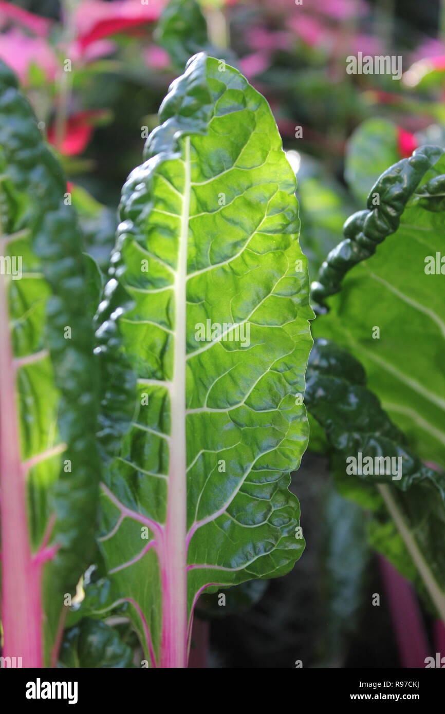 Pristine, perfect, raw, and leafy Chard, and Swiss Chard growing in the ...