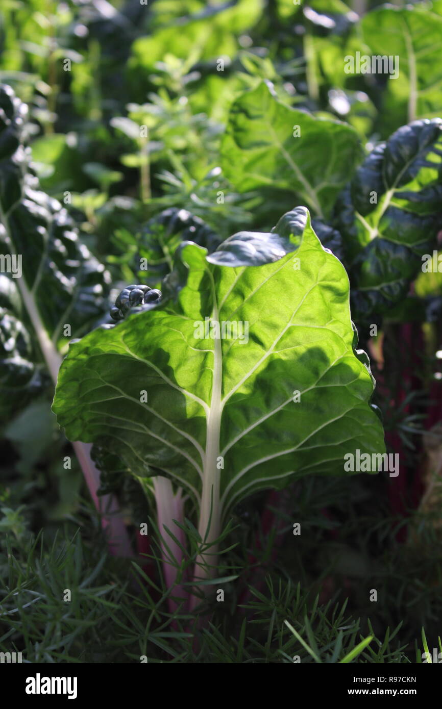 Pristine, perfect, raw, and leafy Chard, and Swiss Chard growing in the ...