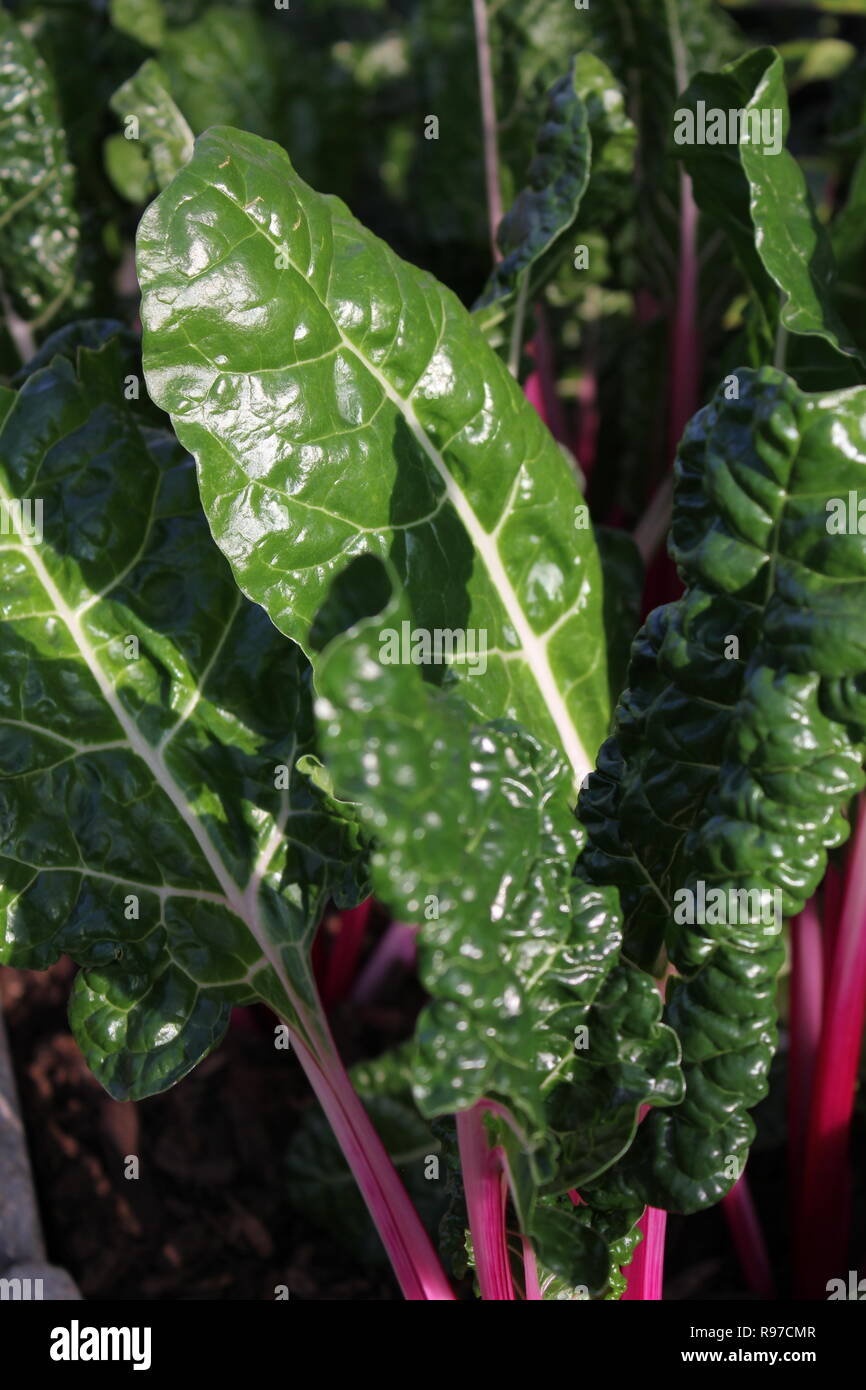 Pristine, perfect, raw, and leafy Chard, and Swiss Chard growing in the ...