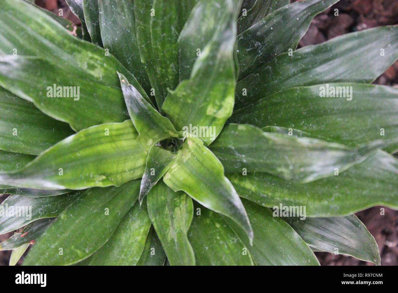 Dracaena compacta, Janet Craig plant, aka corn plant, growing in the ...