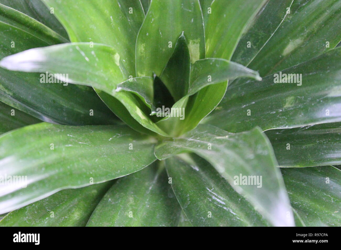 Dracaena compacta, Janet Craig plant, aka corn plant, growing in the ...