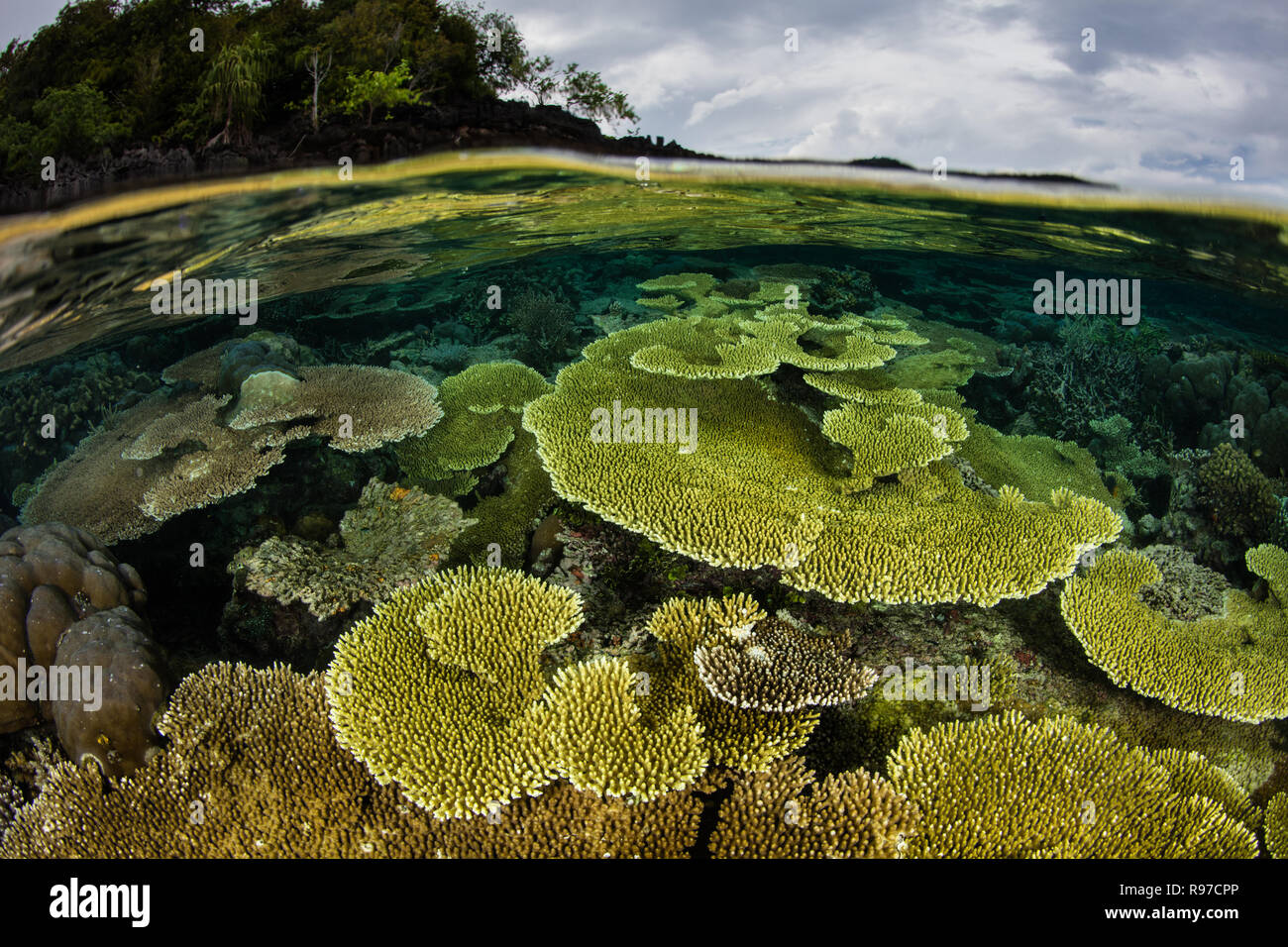 A healthy coral reef grows among the remote islands of Raja Ampat ...