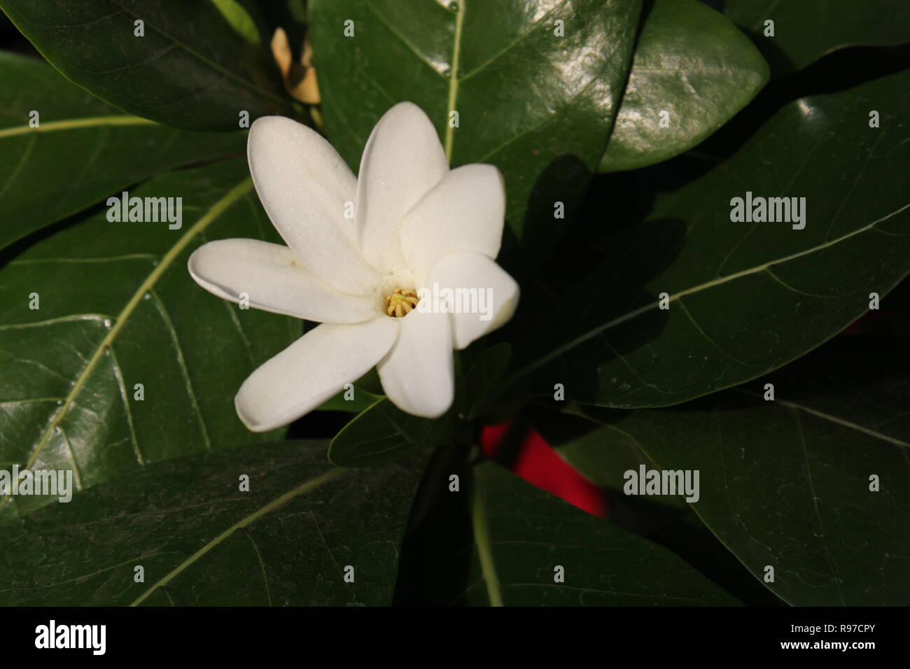 Gardenia taitensis, Tahitian gardenia or Tiaré flower growing in the ...