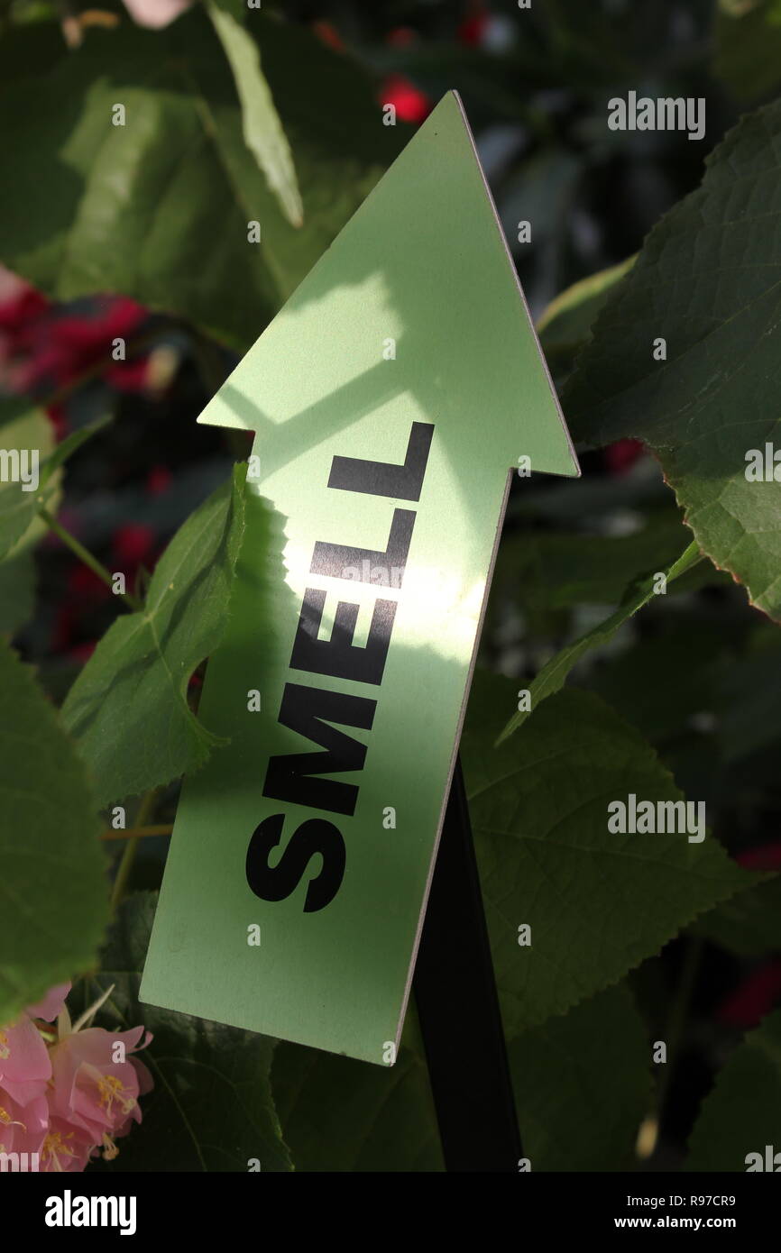 Tiare Flower High Resolution Stock Photography and Images - Alamy