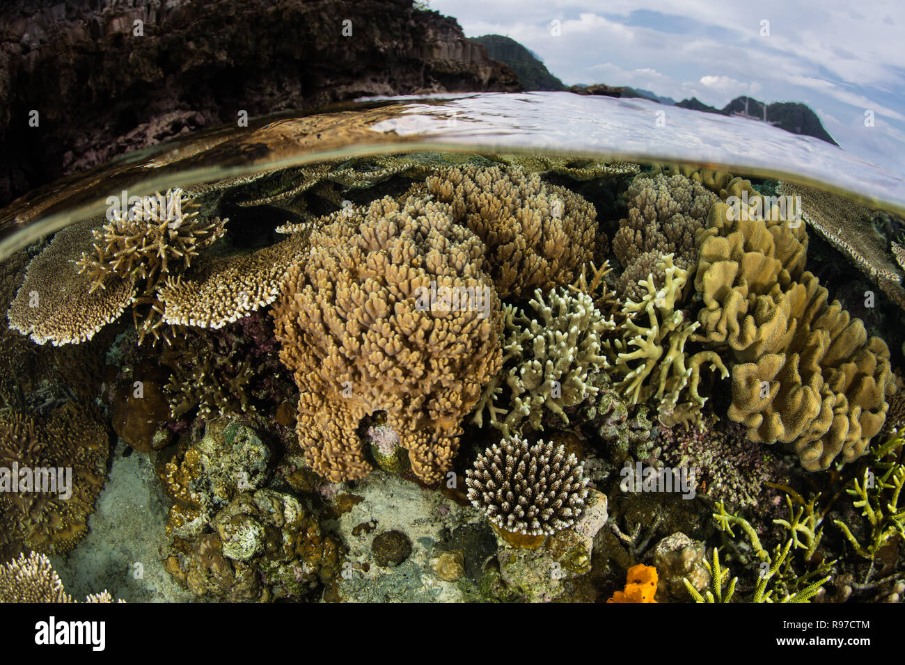 A healthy coral reef grows among the remote islands of Raja Ampat ...
