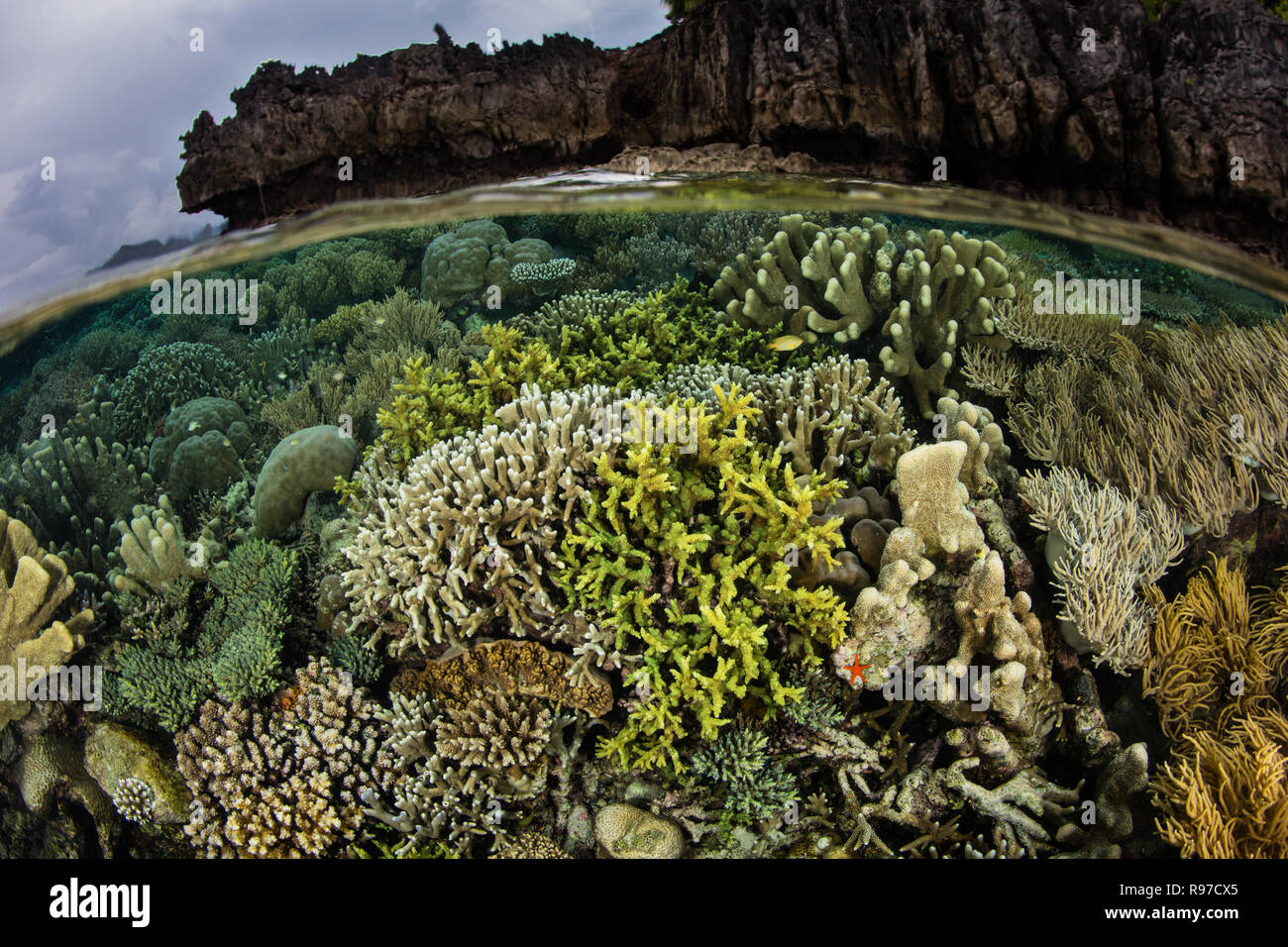 A healthy coral reef grows among the remote islands of Raja Ampat ...