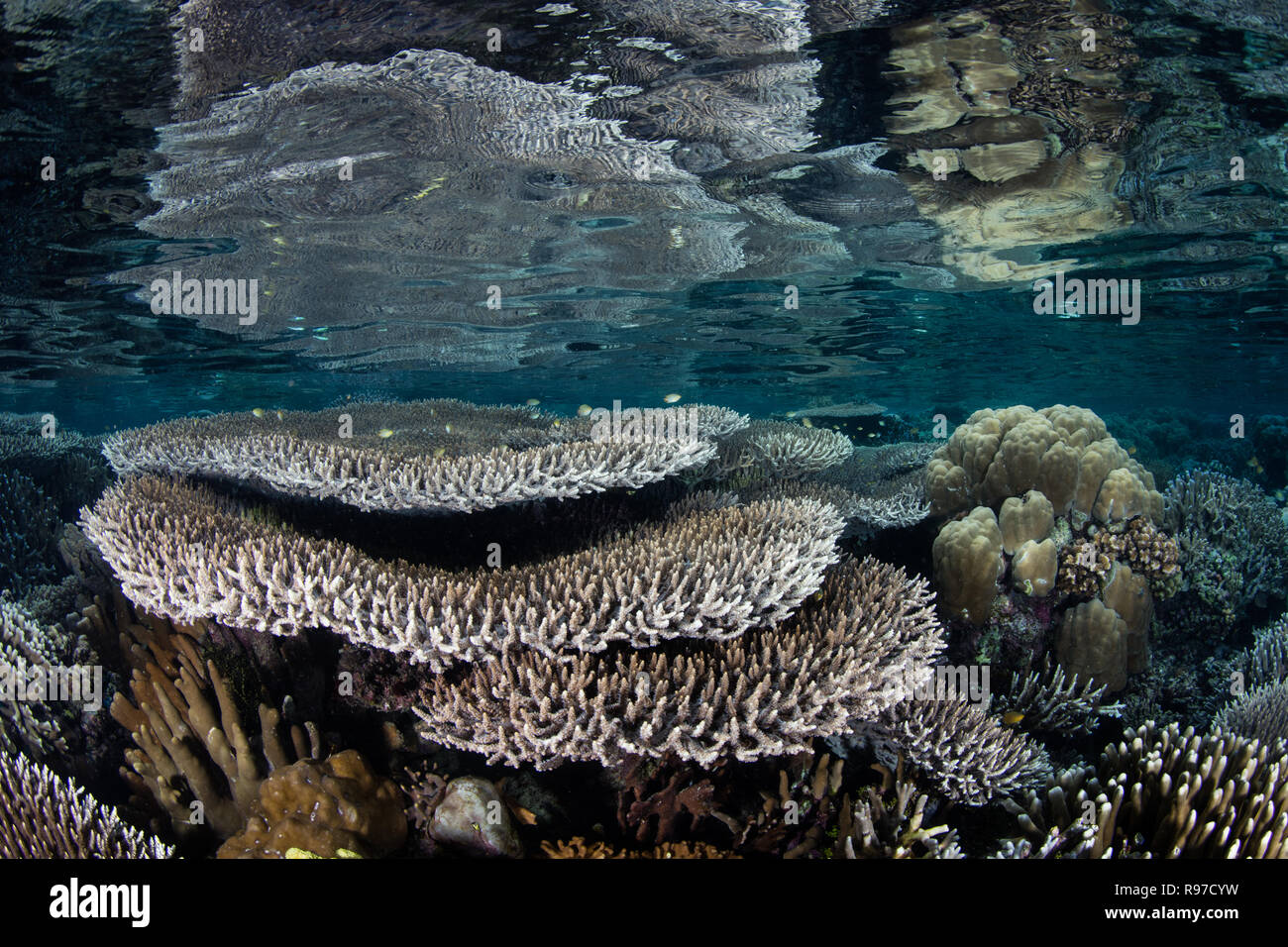 A healthy coral reef grows among the remote islands of Raja Ampat ...