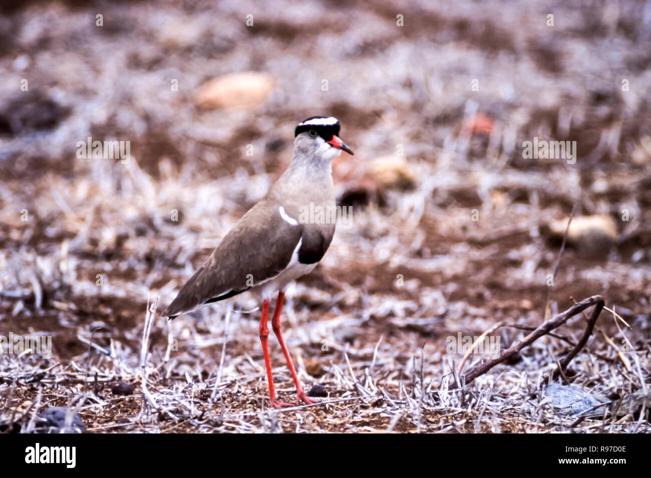 Crowned plover standing hi-res stock photography and images - Alamy