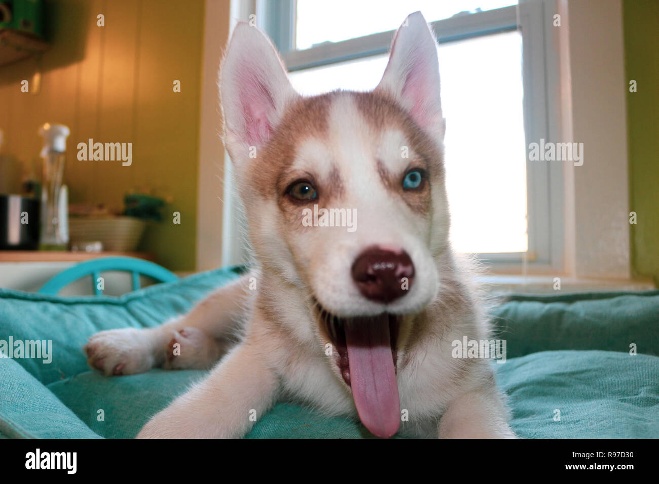 At What Age Is A Siberian Husky Full Grown