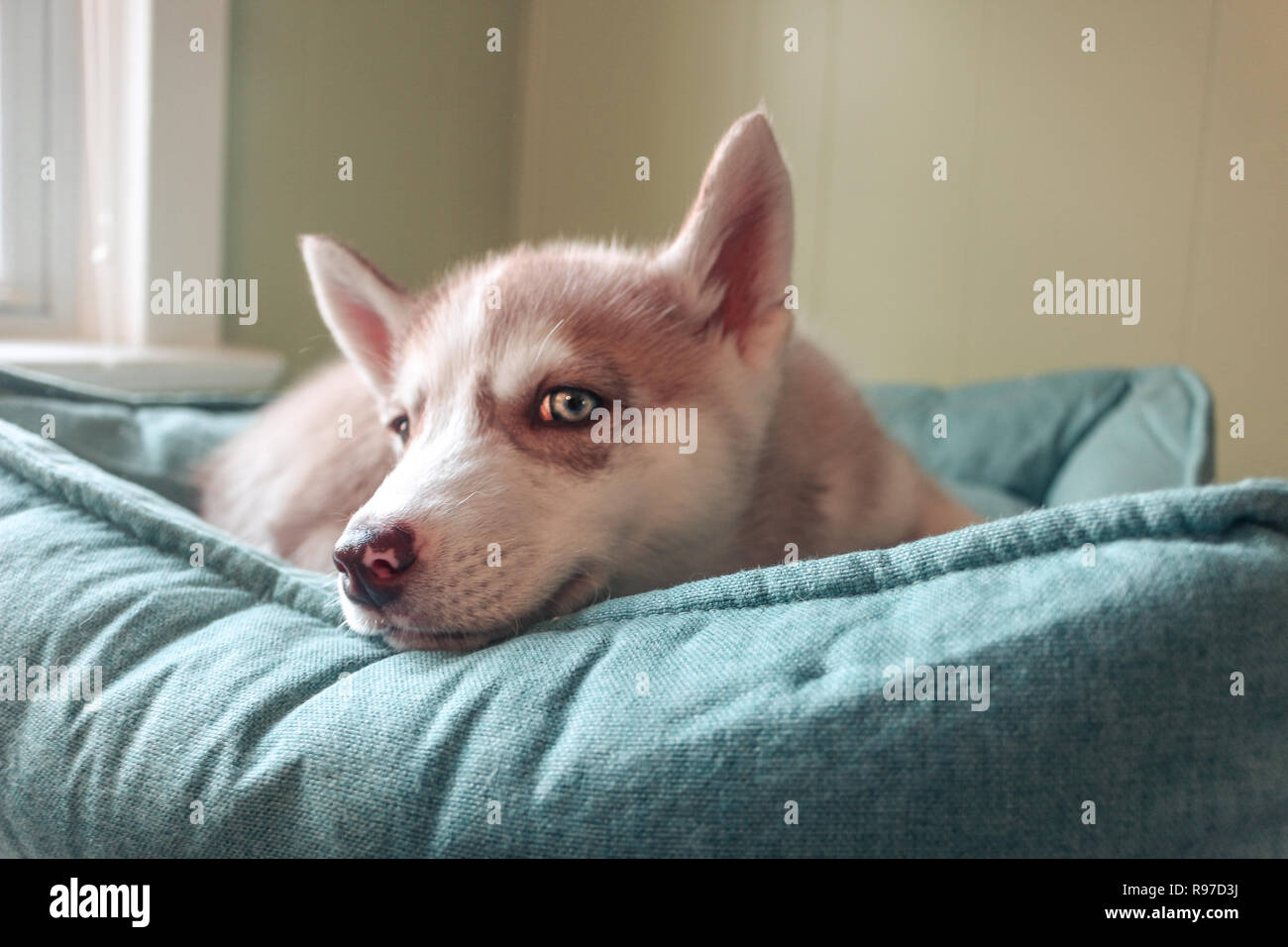 At What Age Is A Huskie Full Grown