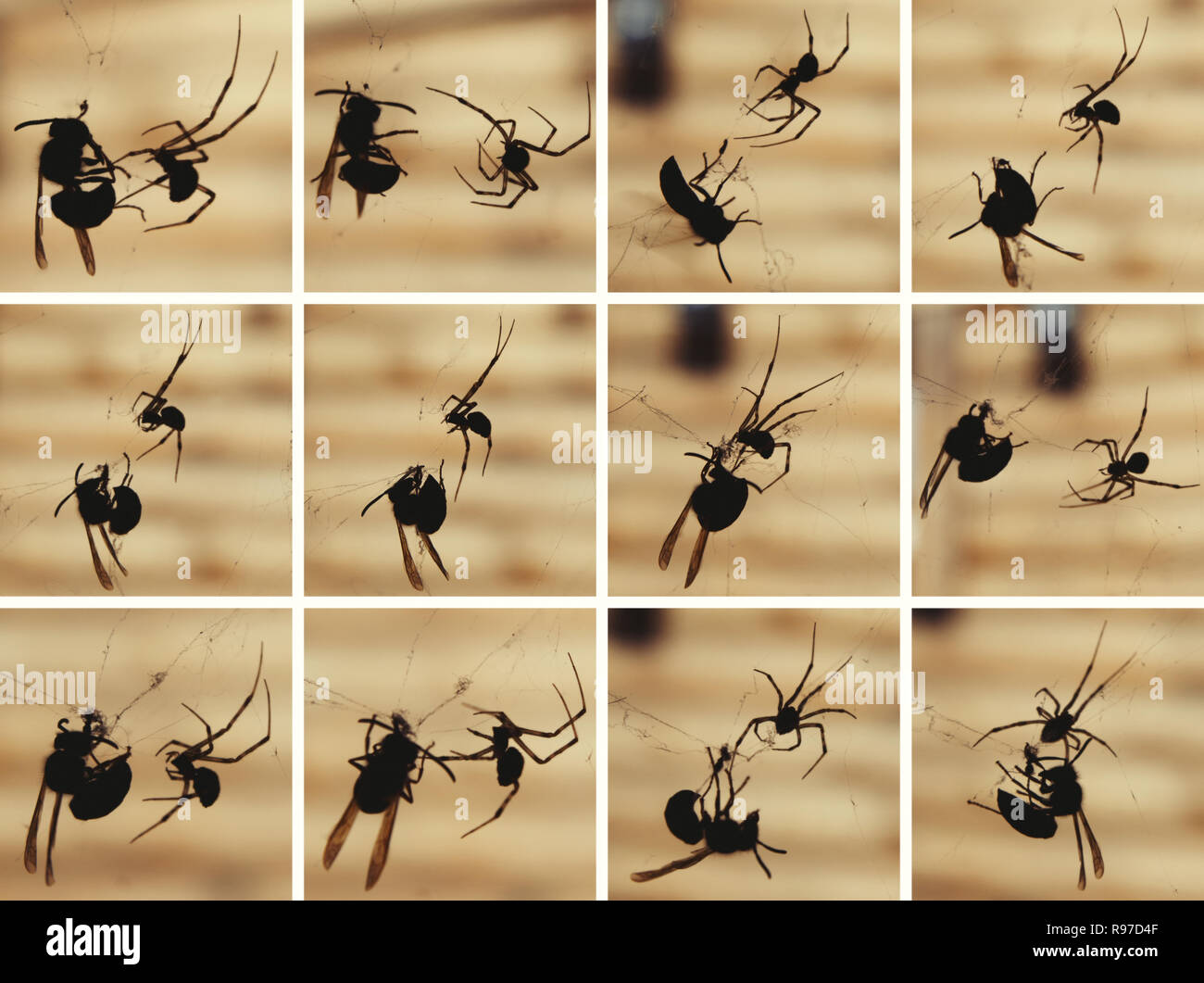 silhouettes of spider fighting the wasp Stock Photo - Alamy