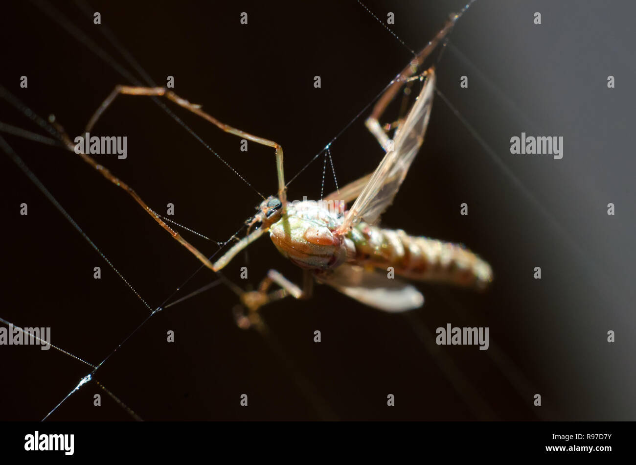 Mosquito Trap Stock Photos & Mosquito Trap Stock Images - Alamy