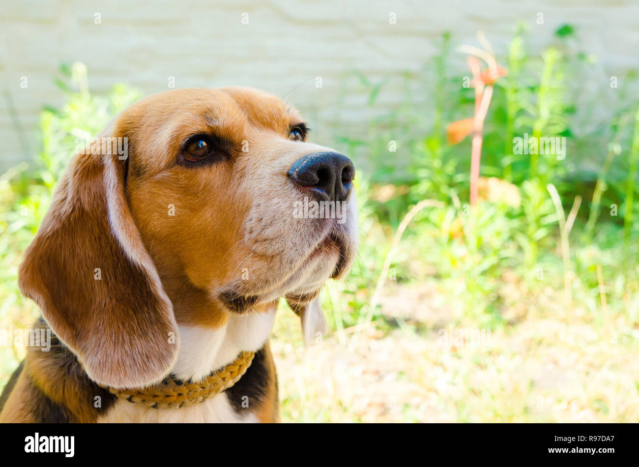 beagle dog outdoors at backyard Stock Photo - Alamy
