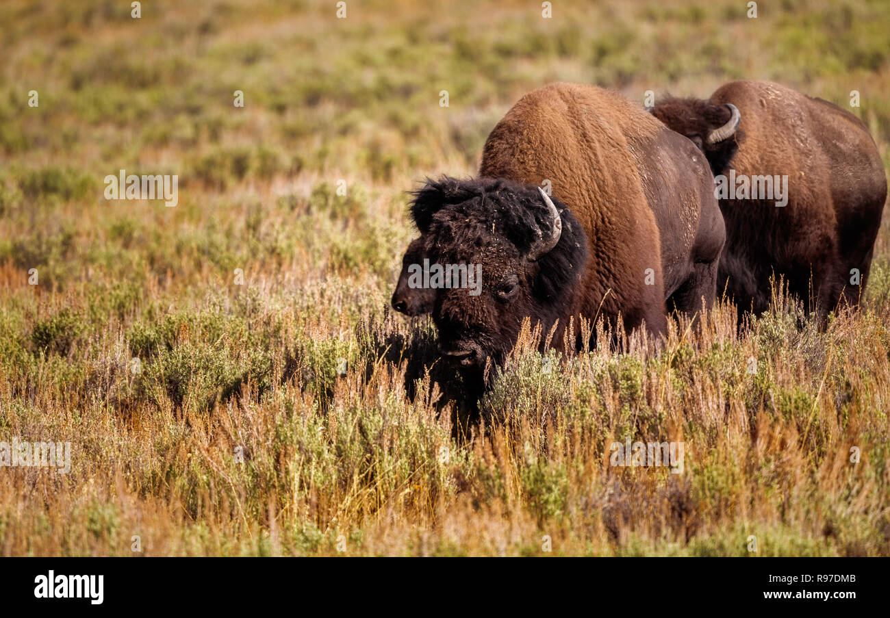 Bison on the range, Hayden Valley, Yellowstone National Park, Wyoming ...