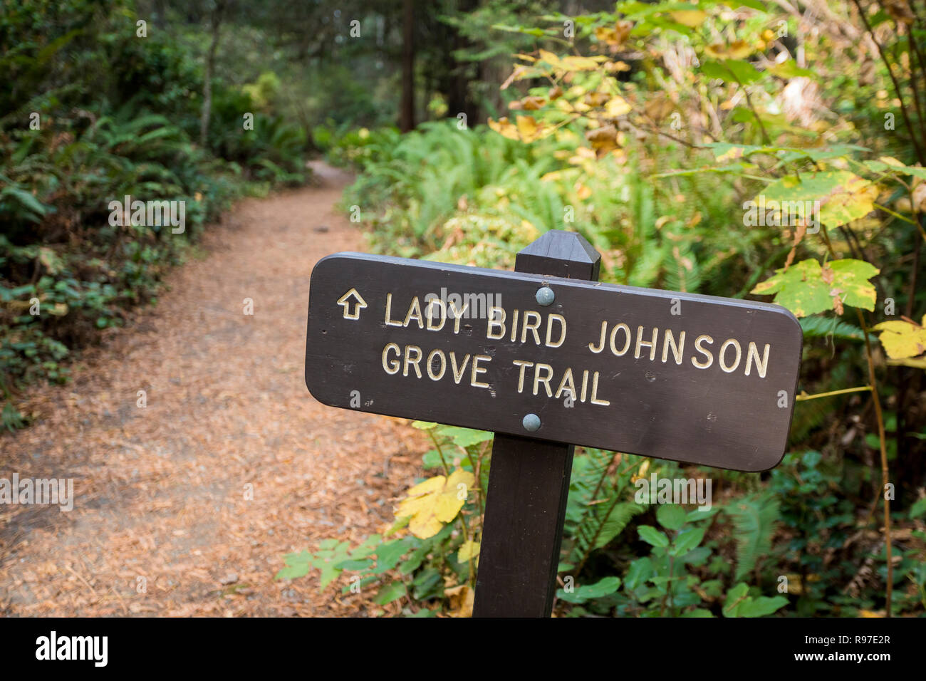 Lady Bird Johnson Trail in the California Redwoods National Park in the ...