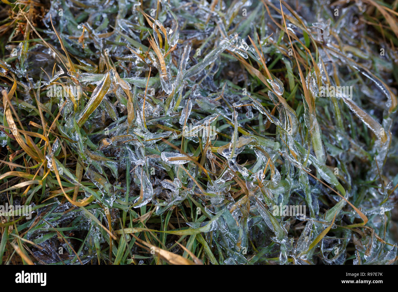 Green grass covered with ice in winter as a background Stock Photo - Alamy