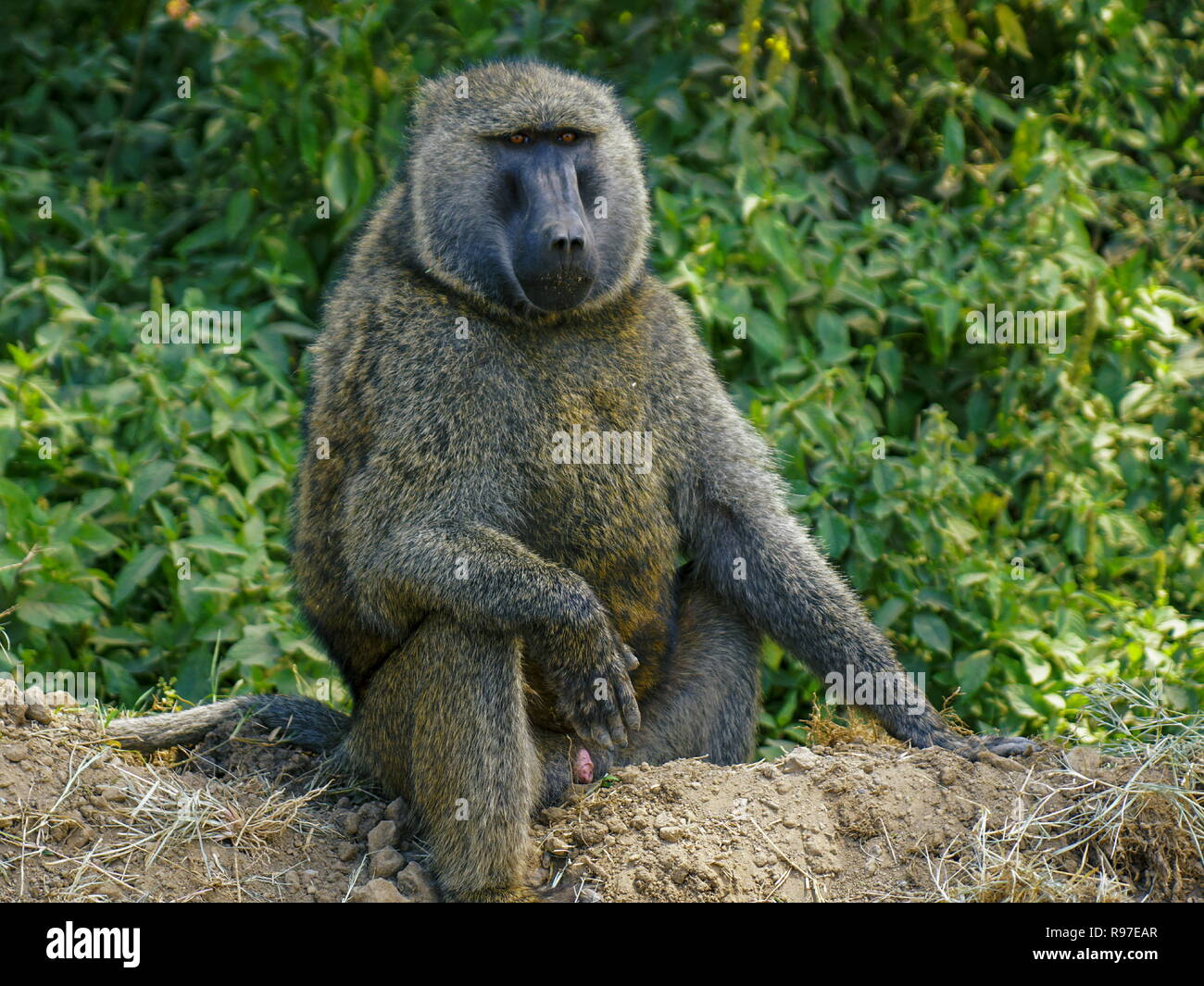 A wild male baboon at Lake Nakuru National Park, Kenya Stock Photo - Alamy