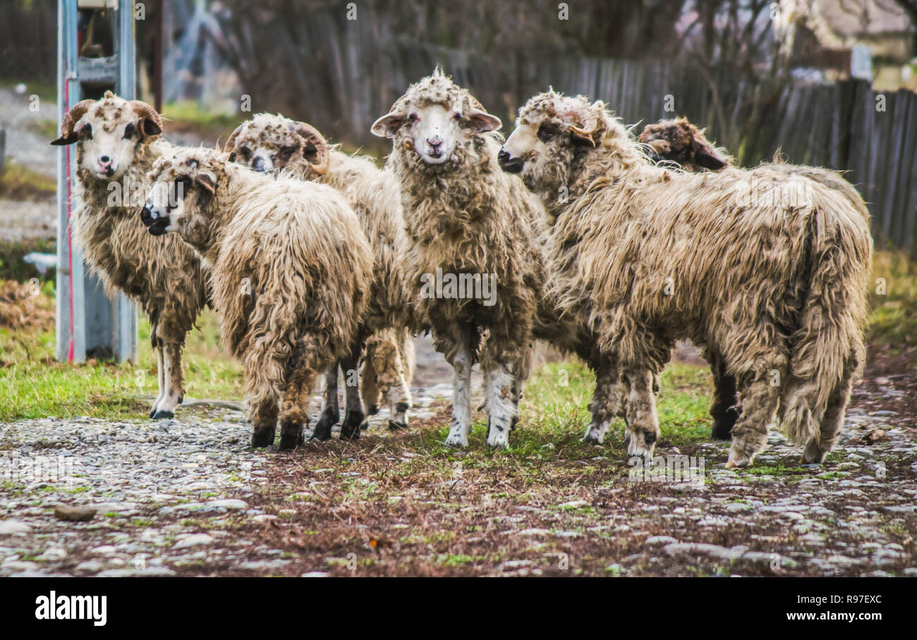 six sheeps standing and looking around Stock Photo - Alamy