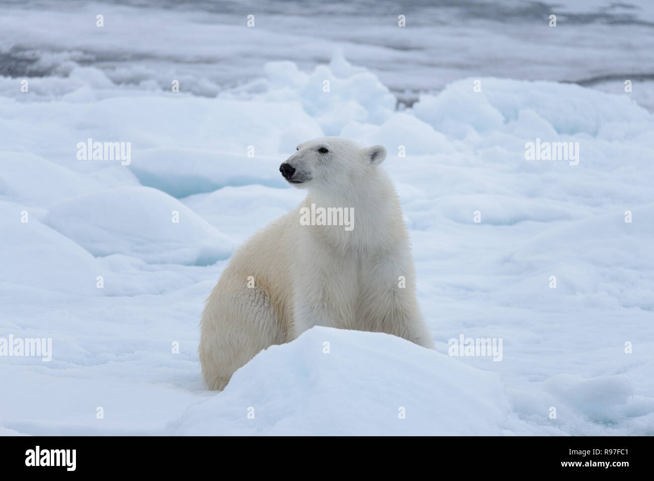Female polar bear sitting ice hi-res stock photography and images - Alamy