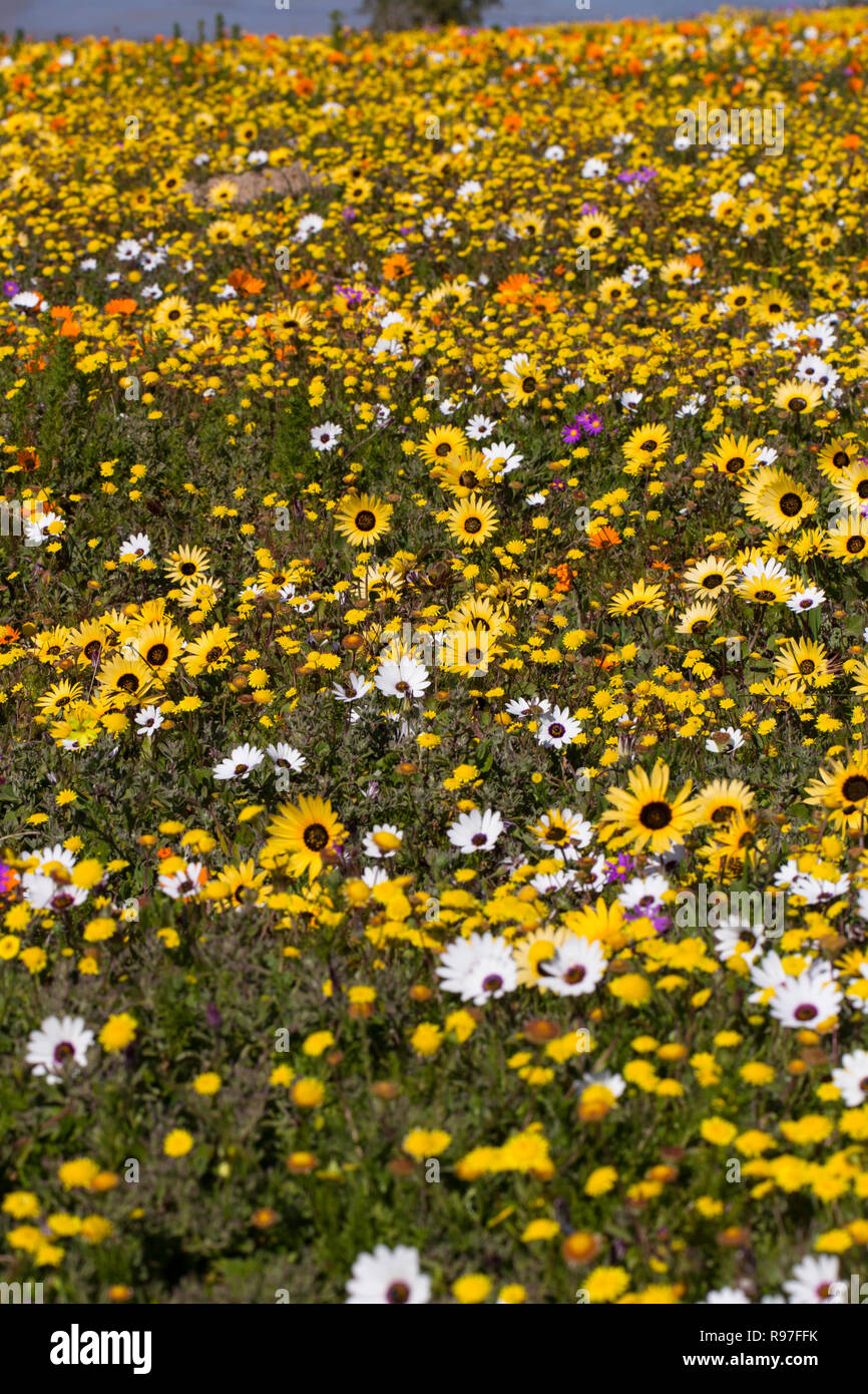 Wild flowers in full bloom on the South African West coast in the West ...