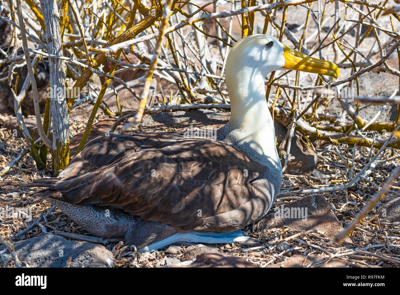 A Waved or Galapagos Albatross (Phoebastria irrorata) during the ...