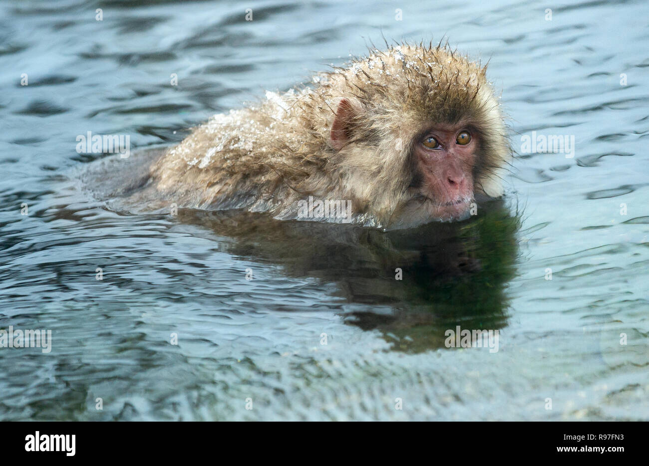 Japanese macaque in the water of natural hot springs. The Japanese ...