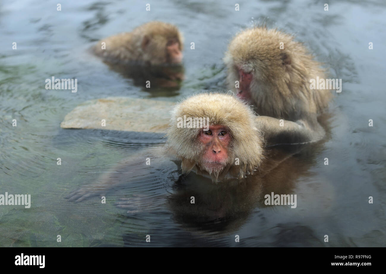 Japanese macaques in the water of natural hot springs. The Japanese ...