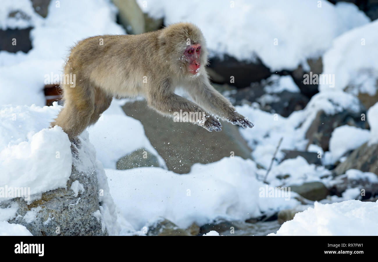 Japanese macaque jumping. The Japanese macaque ( Scientific name ...