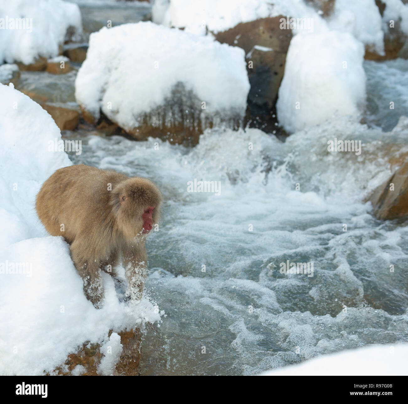 Japanese macaque jumping. The Japanese macaque ( Scientific name ...