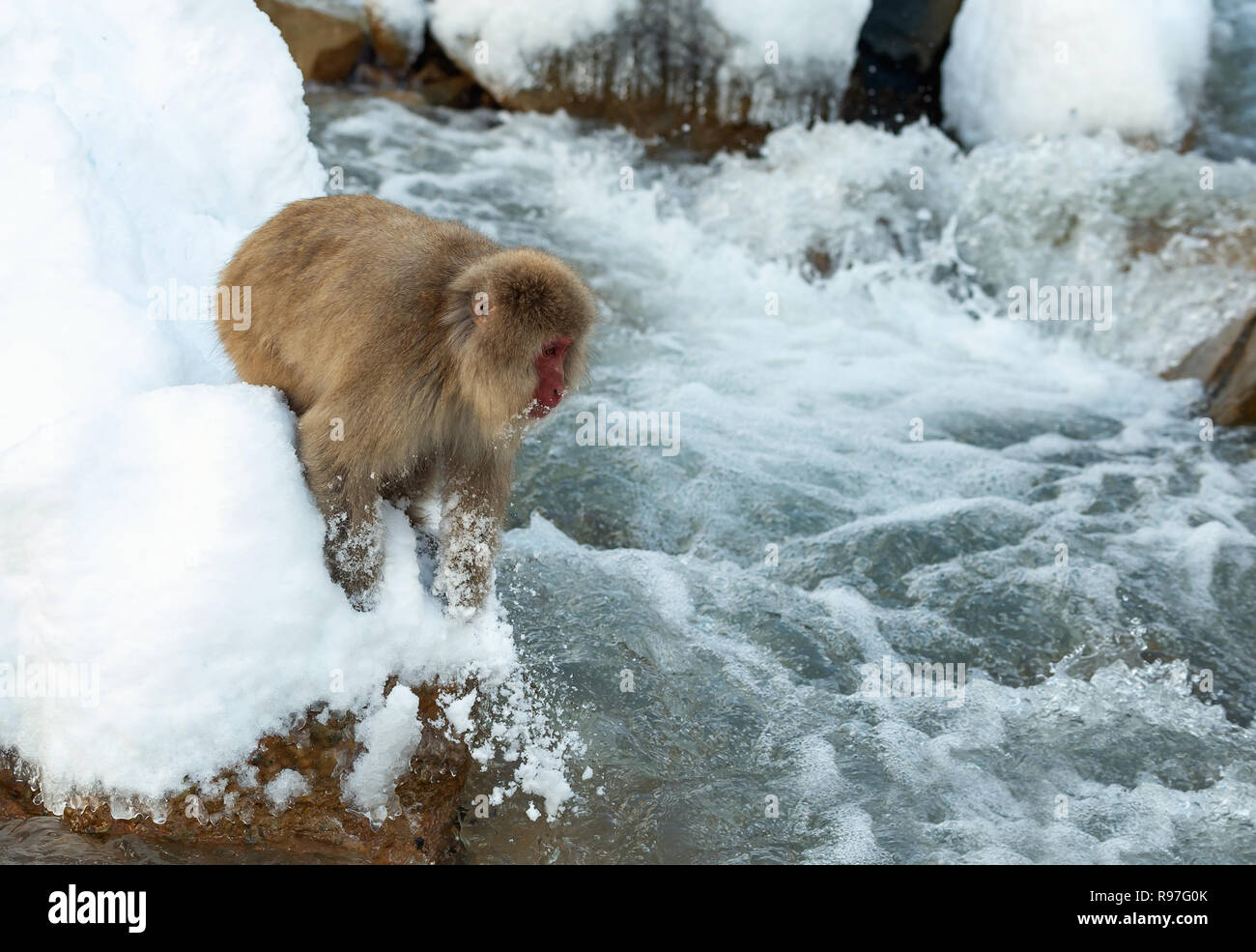 Japanese macaque jumping. The Japanese macaque ( Scientific name ...